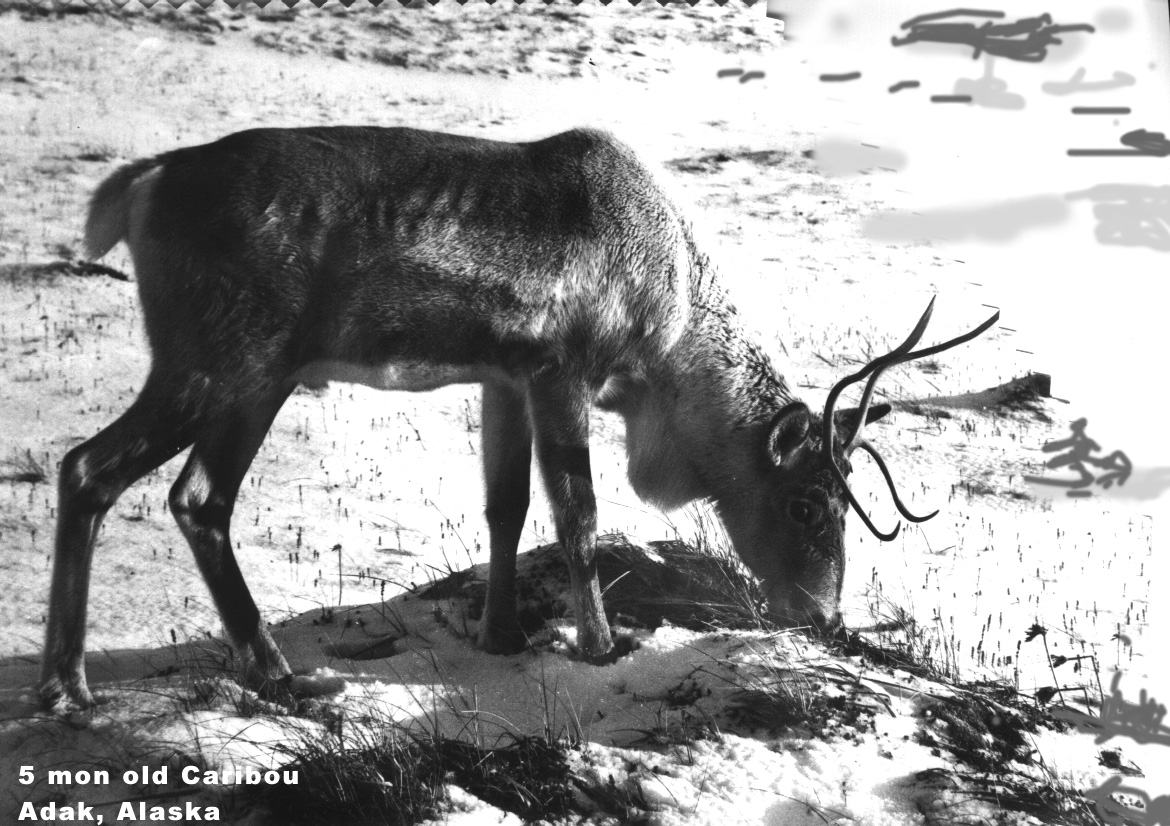 Untitled Document [www.orneveien.org]